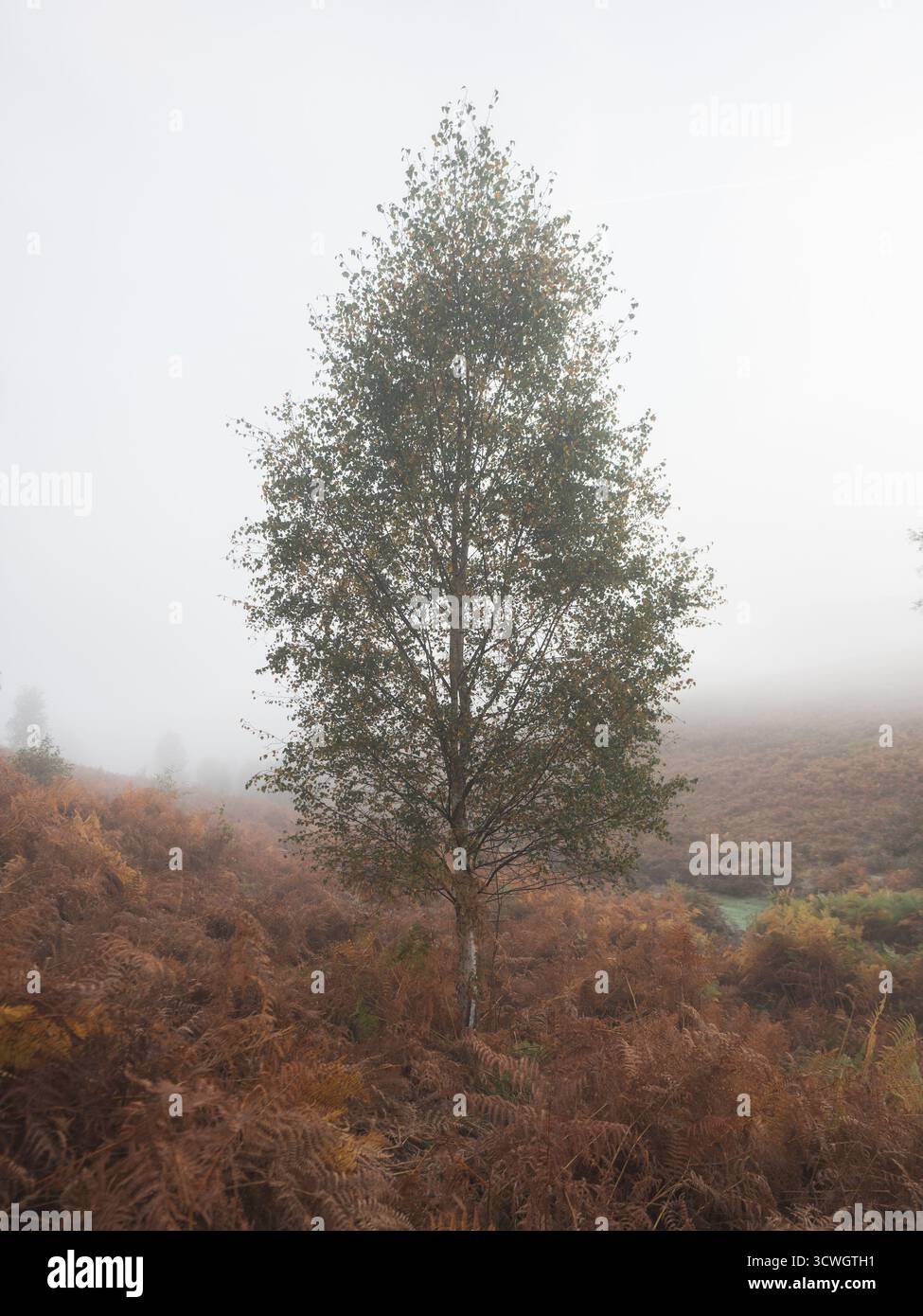 Cannock, Staffordshire, UK. 12th Oct 2025. Some of the trees and ...