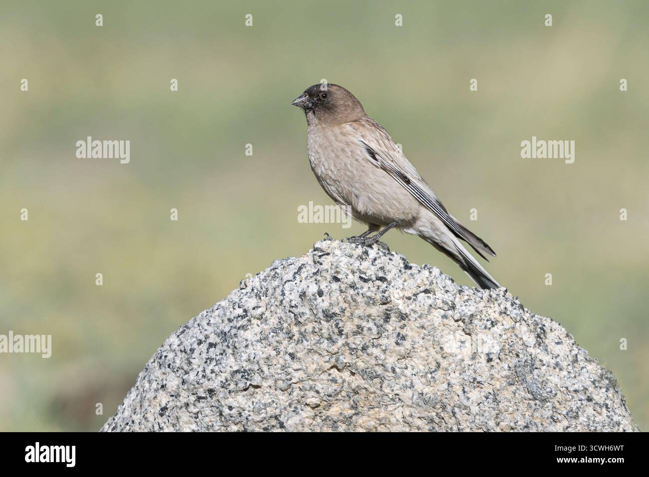 Black-headed Mountain Finch, Wari La pass, Ladakh, India, July 2025 ...