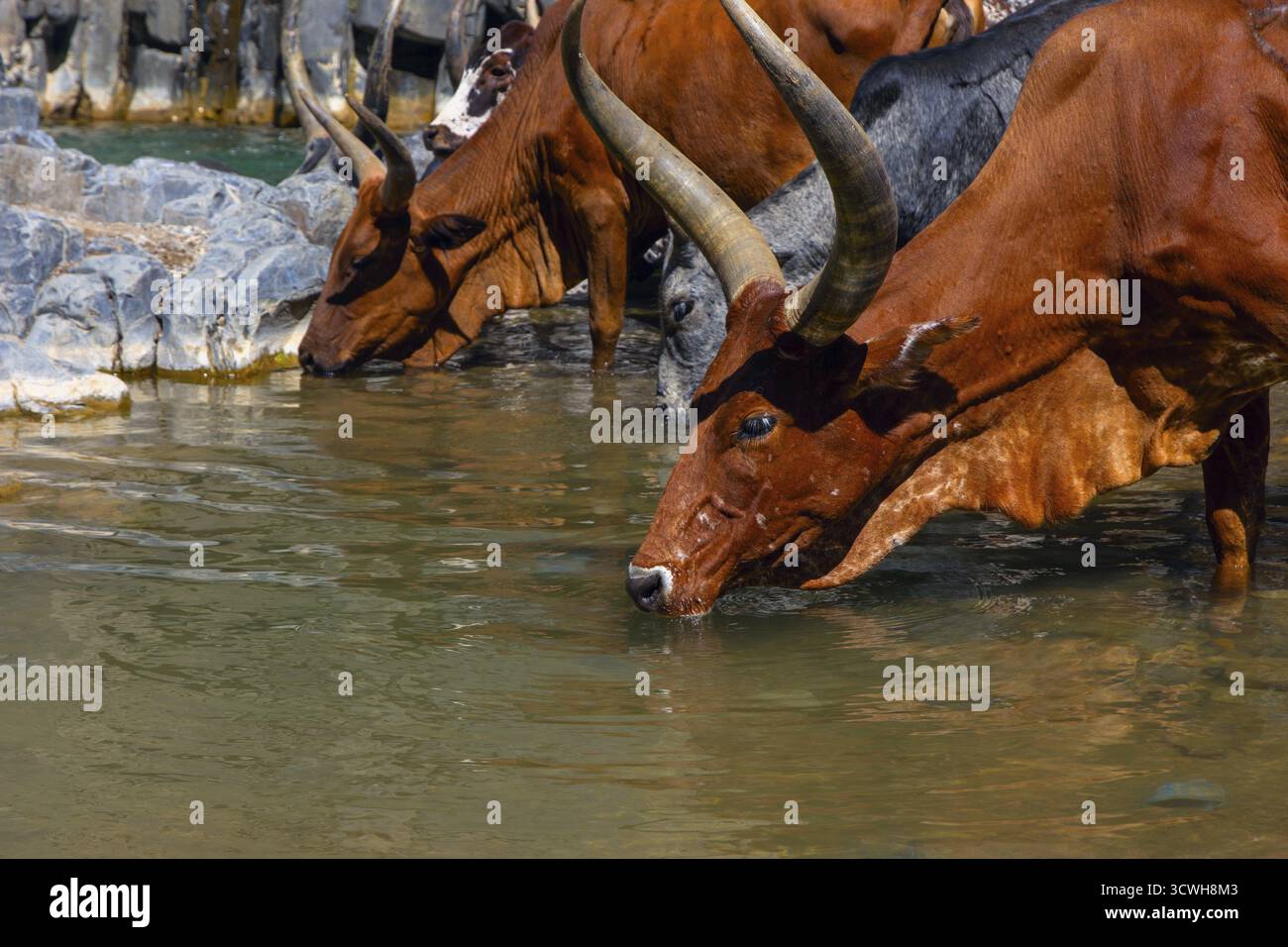 Long horned african cattle drinking water from the river, Afar region ...