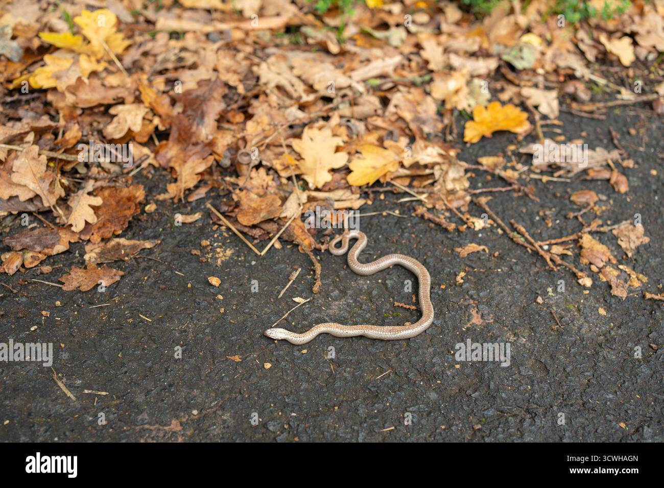 Tiny snake crawling on asphalt road among dry autumn leaves. Wild ...