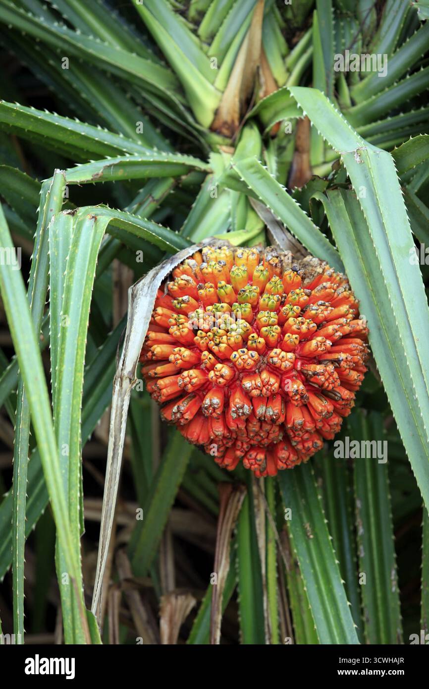 Hala pandanus tectorius fruit hi-res stock photography and images - Alamy