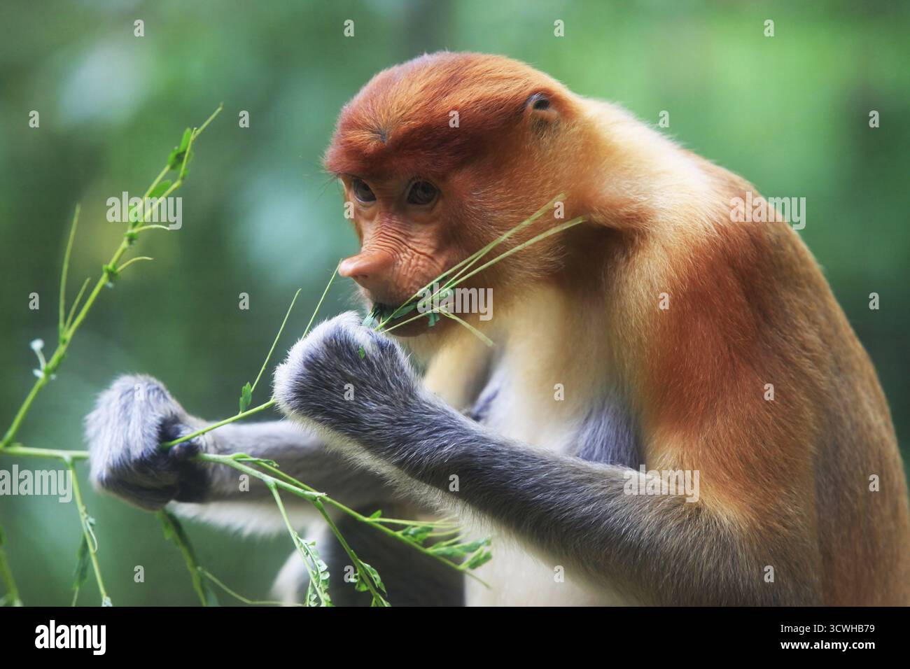 Proboscis Monkeys, Nasalis larvatus, or long-nosed monkeys, the worlds ...
