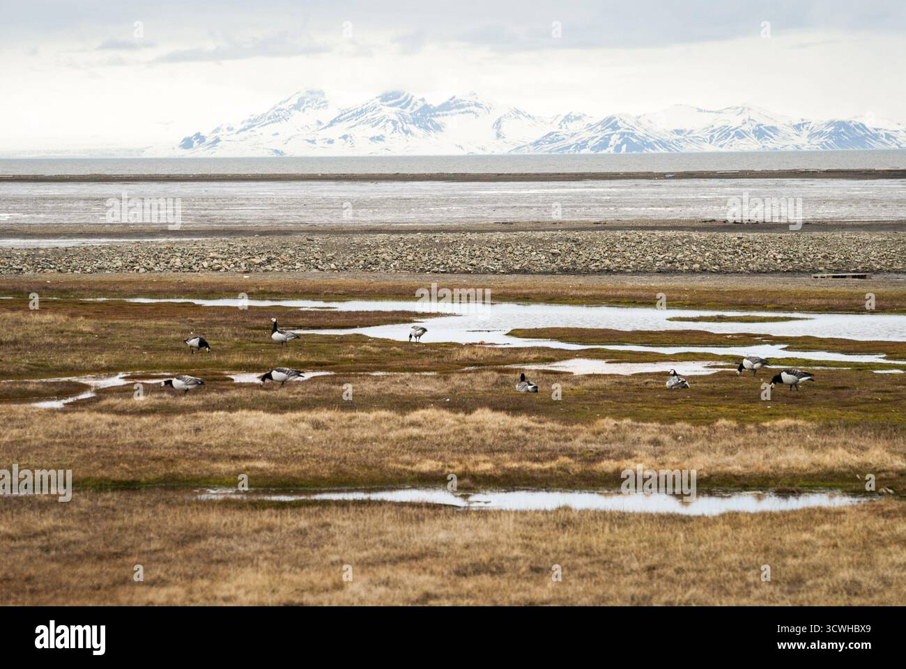 Birds in the tundra hi-res stock photography and images - Alamy