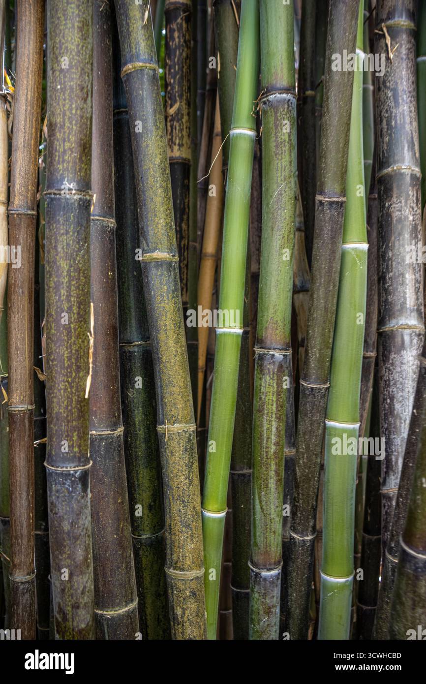 Close-up of vertical stems of black and green bamboo, showing their ...