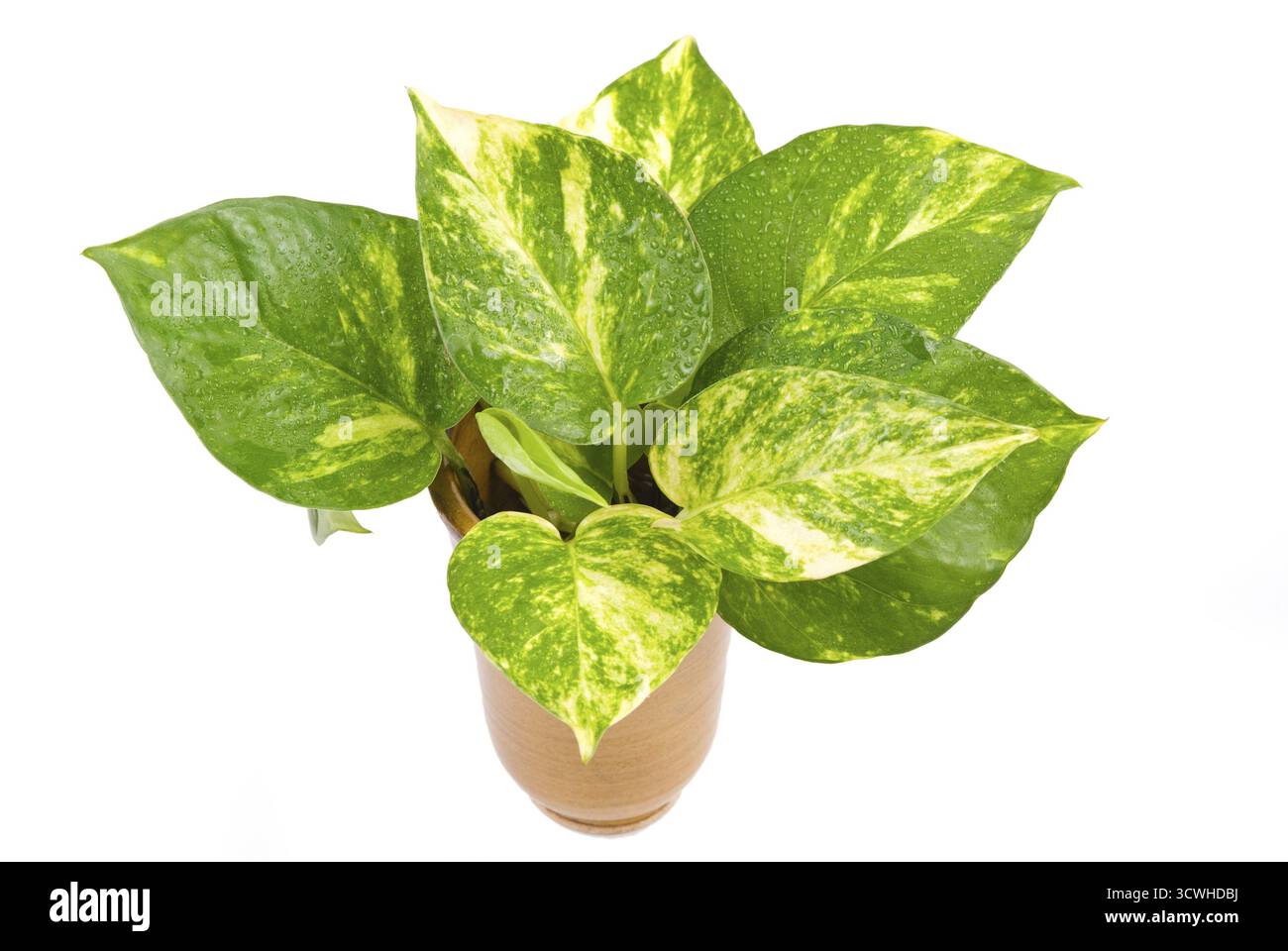 Climbing ivy plant in Cut Out Stock Images & Pictures - Alamy