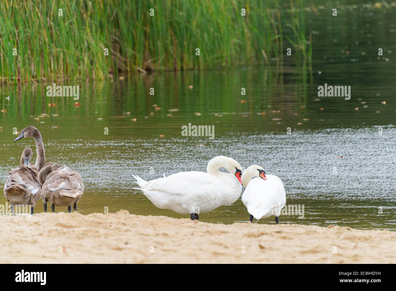 Full swan family two hi-res stock photography and images - Alamy