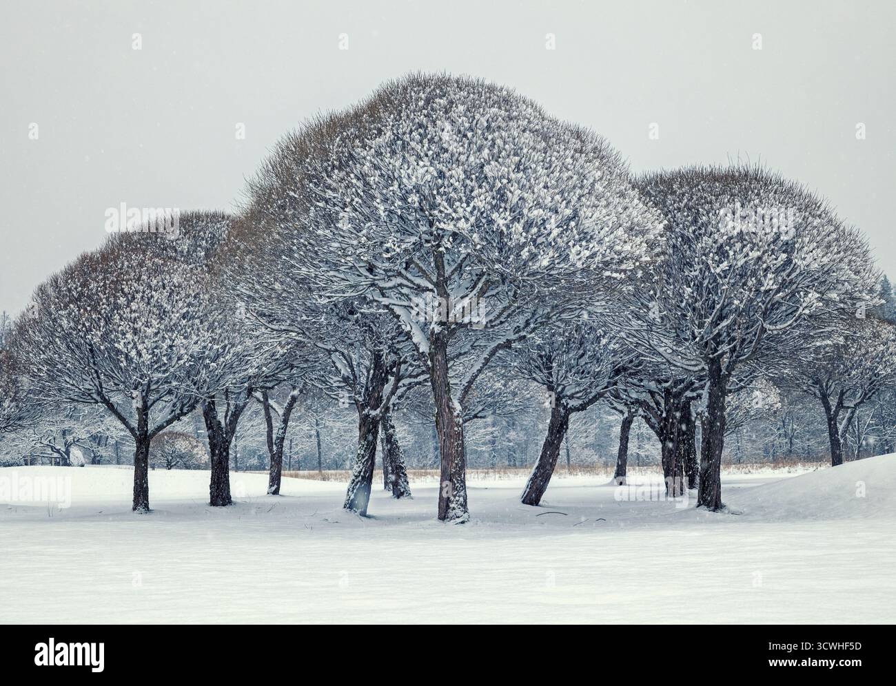 Rounded canopies hi-res stock photography and images - Alamy