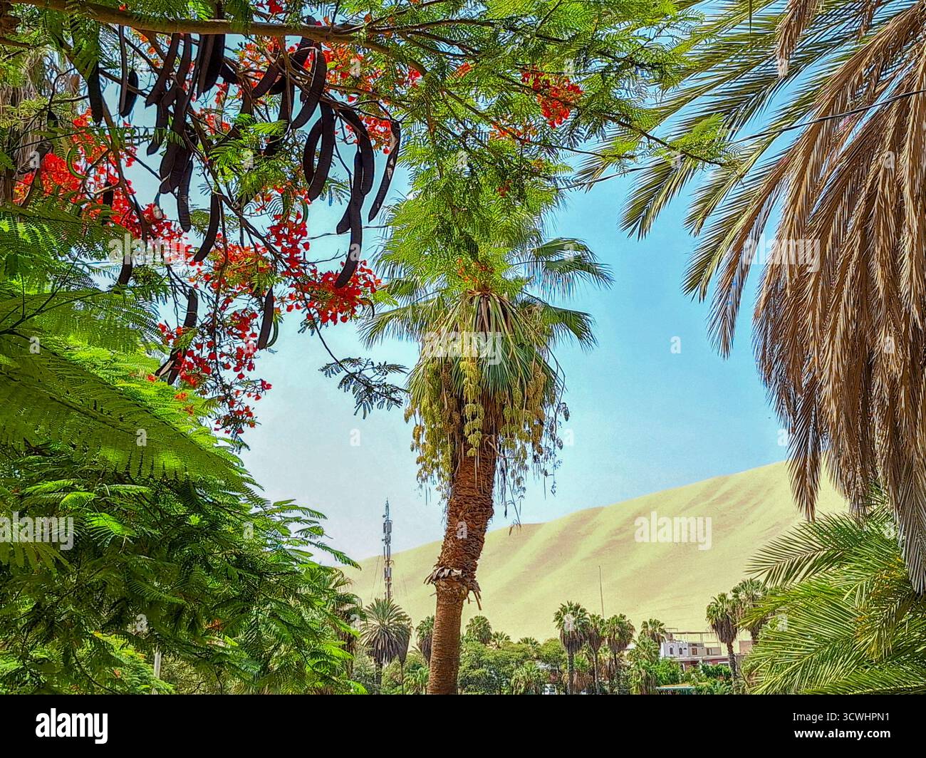 scenic Oasis in the desert near laguna de Huacachina, Ica in Peru Stock ...