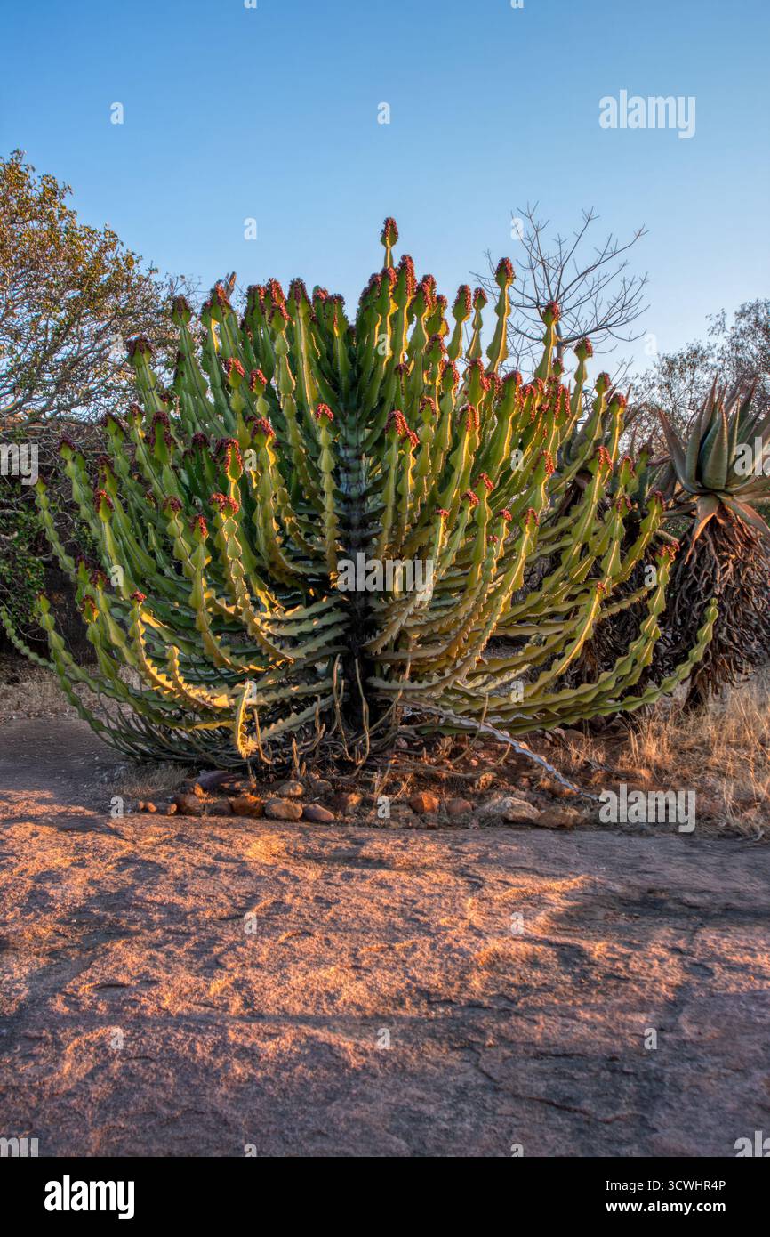 Euphorbia, Candelabra tree , Euphorbia ingens, native to dry areas of ...