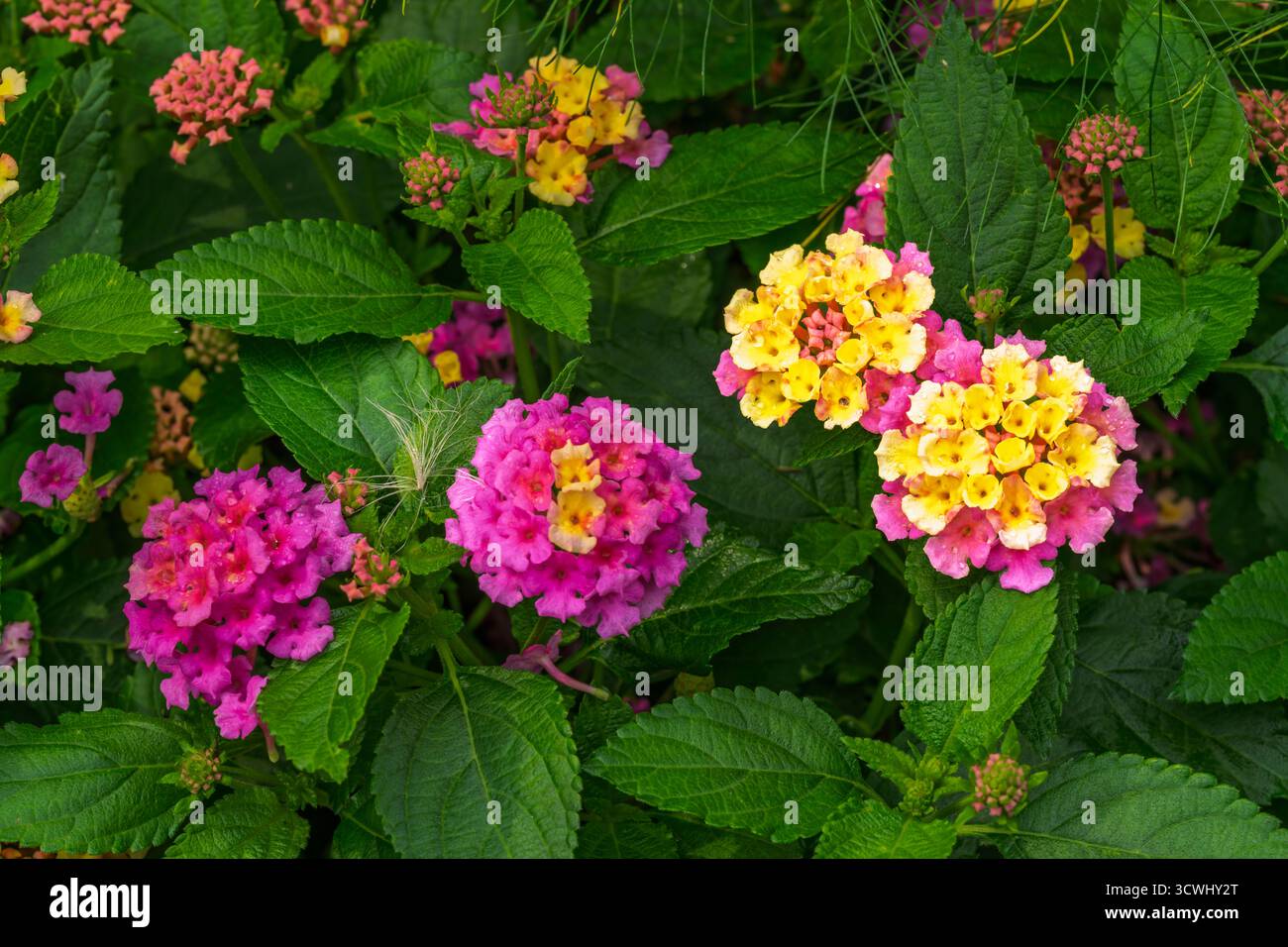 Common lantana flowers in the English Gardens of Assiniboine Park ...