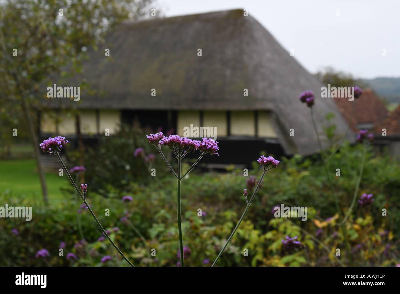 Verbena bonariensis by thatched cottage hi-res stock photography and ...