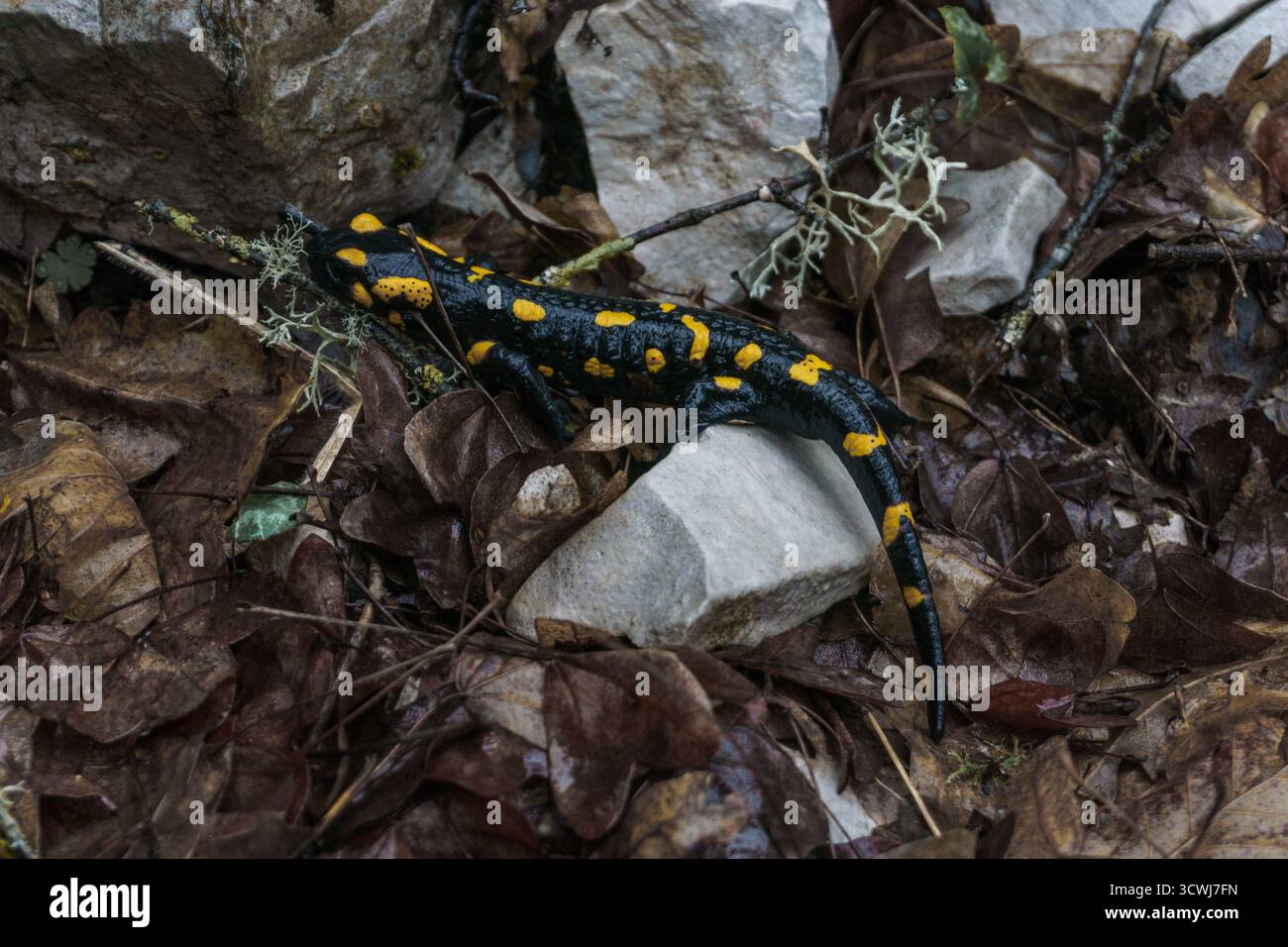 Macro photography of beautiful black and yellow amphibian know as fire ...
