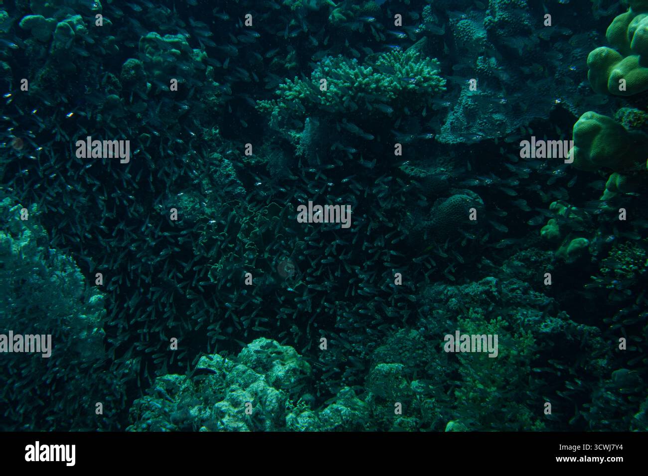 An amazing swarm of tiny glass fish at a Red Sea tropical coral reef ...