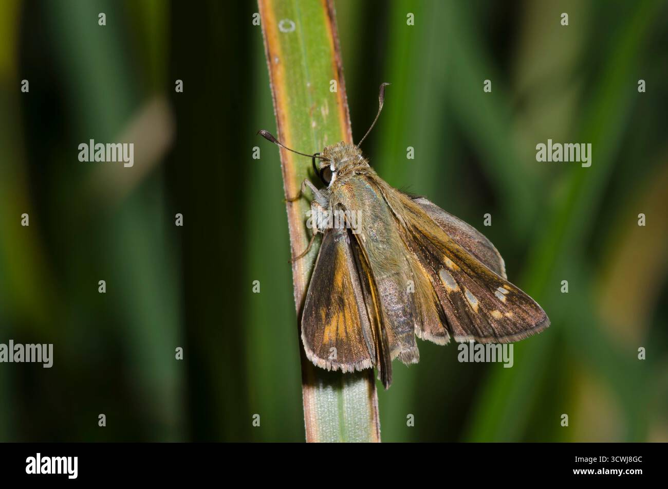Huron city hi-res stock photography and images - Alamy