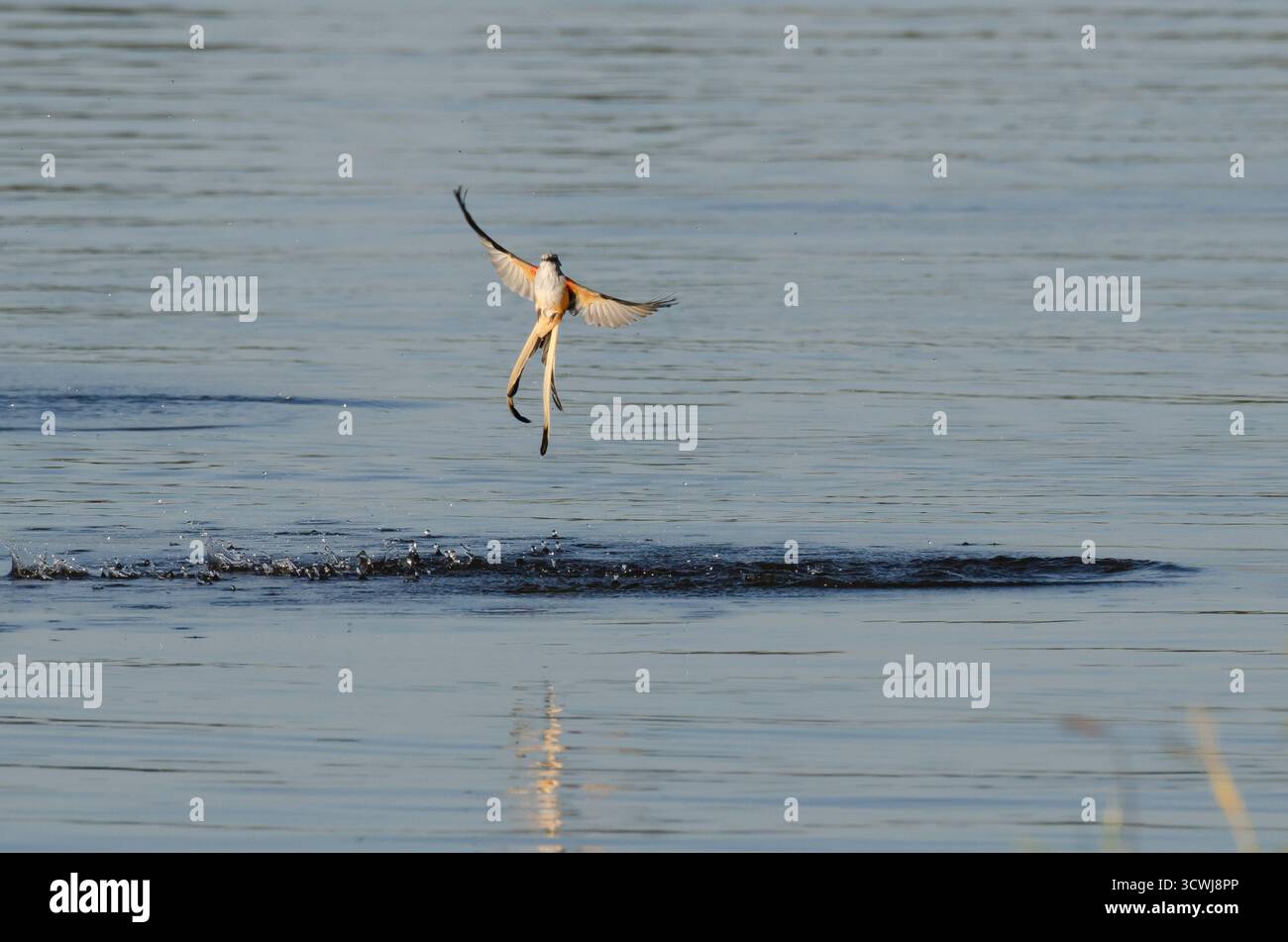 Scissor-tailed Flycatcher, Tyrannus forficatus, skimming prey from ...