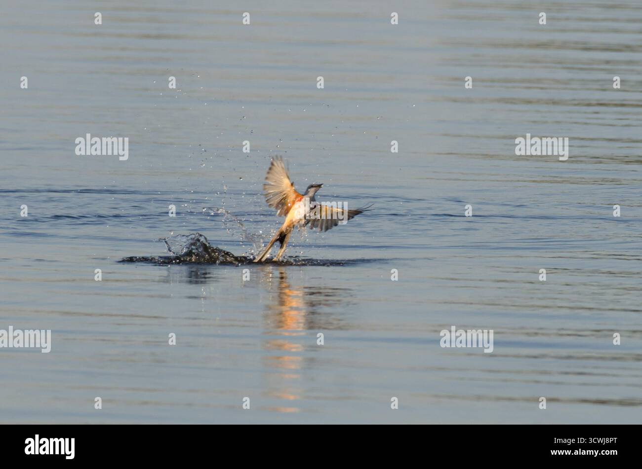 Scissor-tailed Flycatcher, Tyrannus forficatus, skimming prey from ...