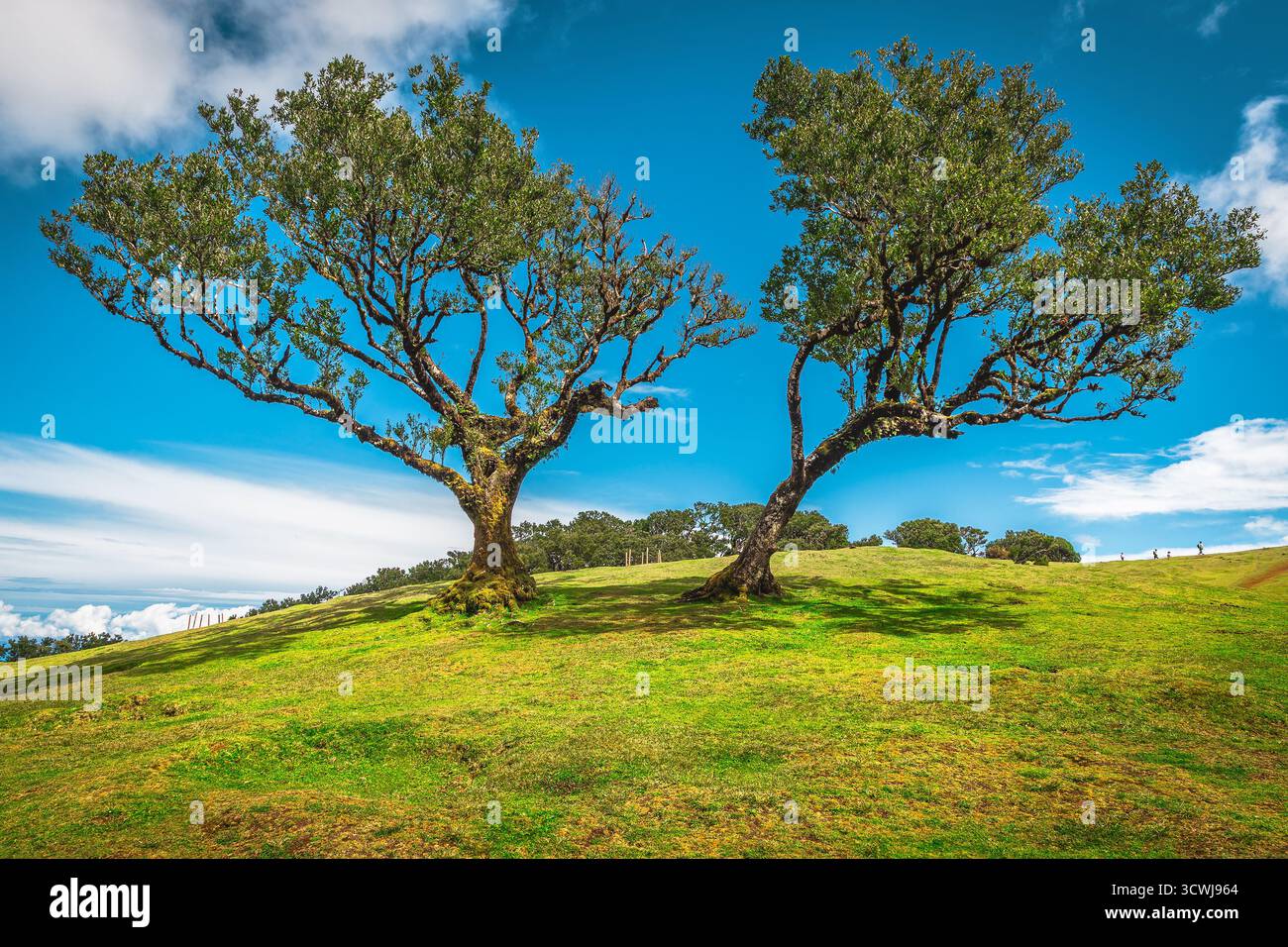 One of the most visited hiking place with amazing old laurel trees in ...