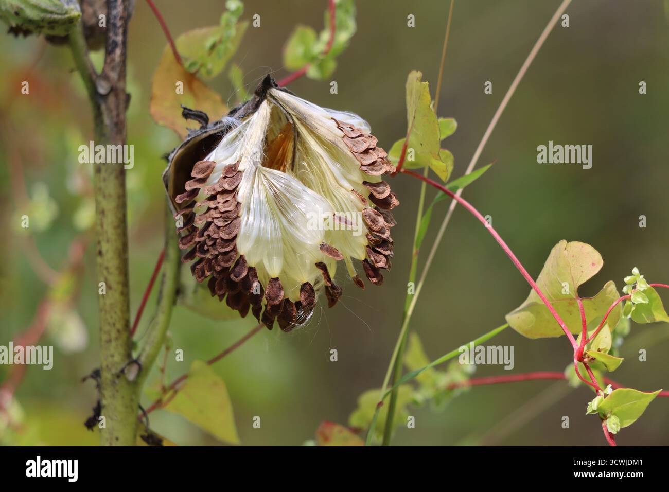Milkweed seeds common asclepias hi-res stock photography and images - Alamy