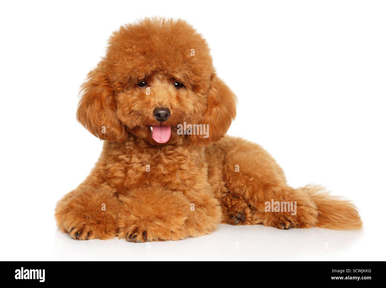 Red toy poodle with dense curly fur and floppy ears lies frontally ...