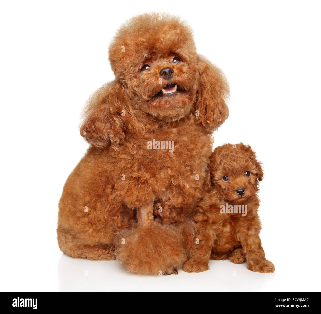 Portrait of a red toy poodle sitting with her small puppy on a white ...