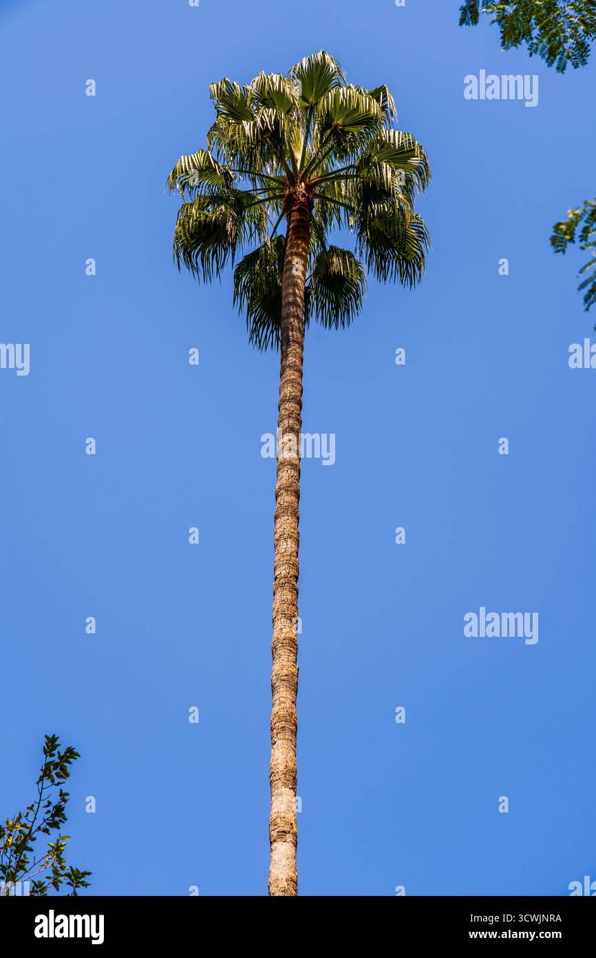 Palm tree reaching bright hi-res stock photography and images - Alamy