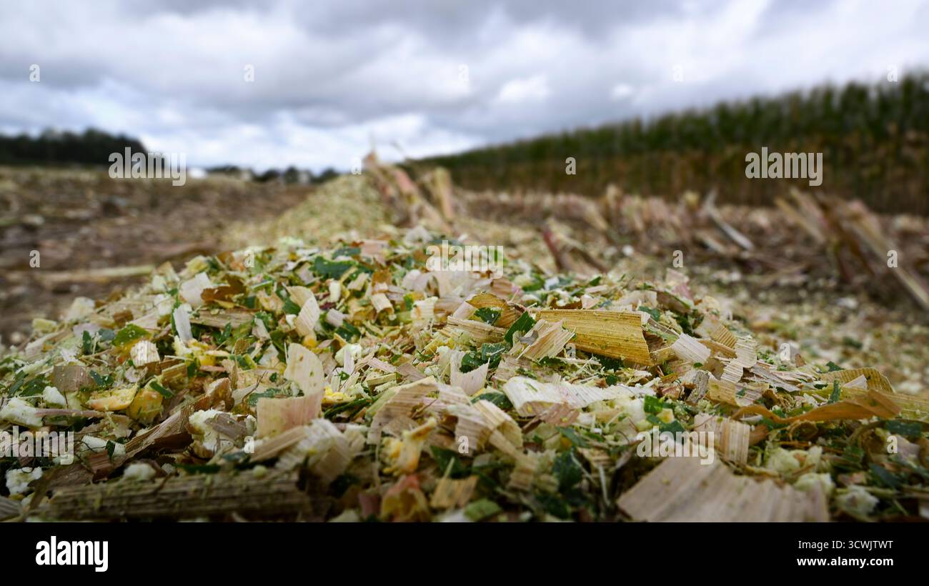 Chopped corn in the field during harvest for the biogas plant Stock ...