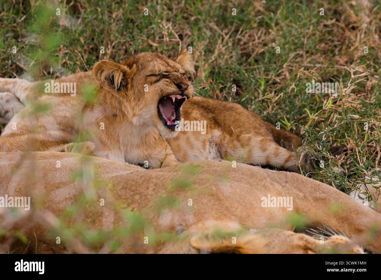 A lion cub yawns while resting with its pride in Serengeti National ...