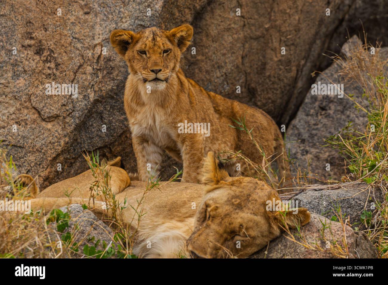 A lion cub stands guard as its mother rests in Serengeti National Park ...