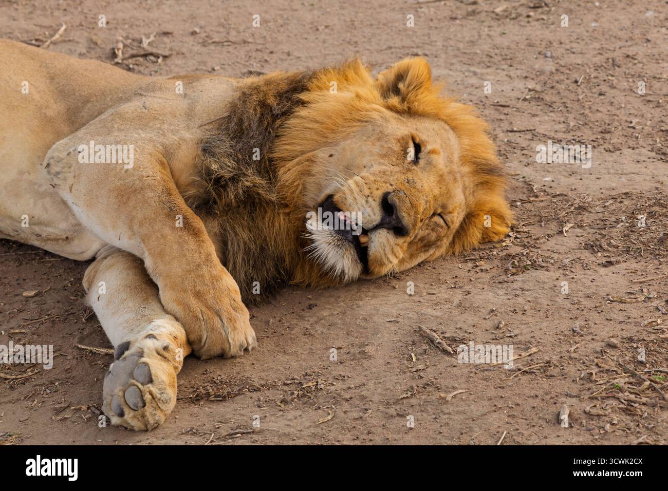 Lion sleeping hi-res stock photography and images - Alamy