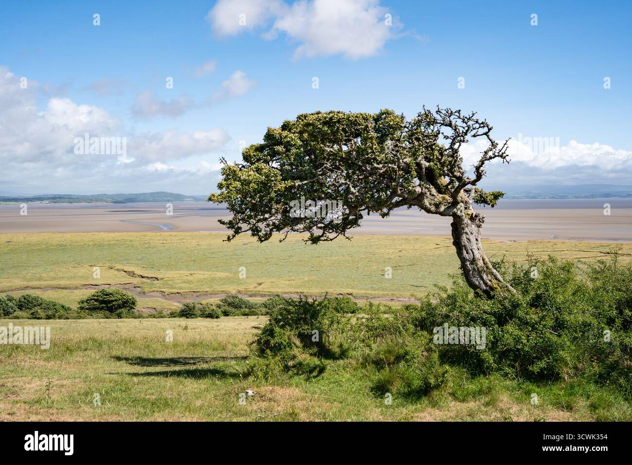 Windswept tree overlooking Morecambe Bay from Humphrey Head nature ...