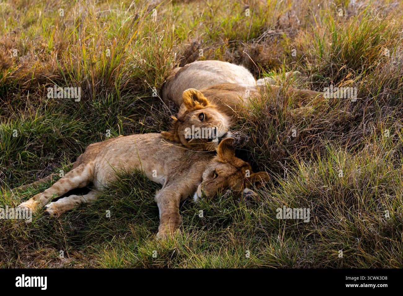 Two lions are resting in the grass in Serengeti National Park, Tanzania ...