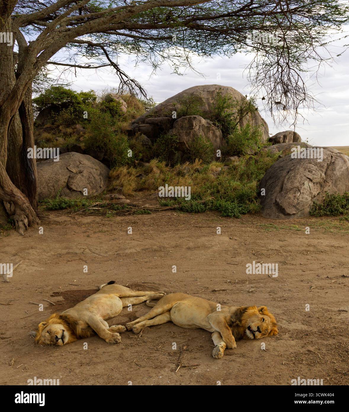 Two male lions are sleeping under a tree in Serengeti National Park ...