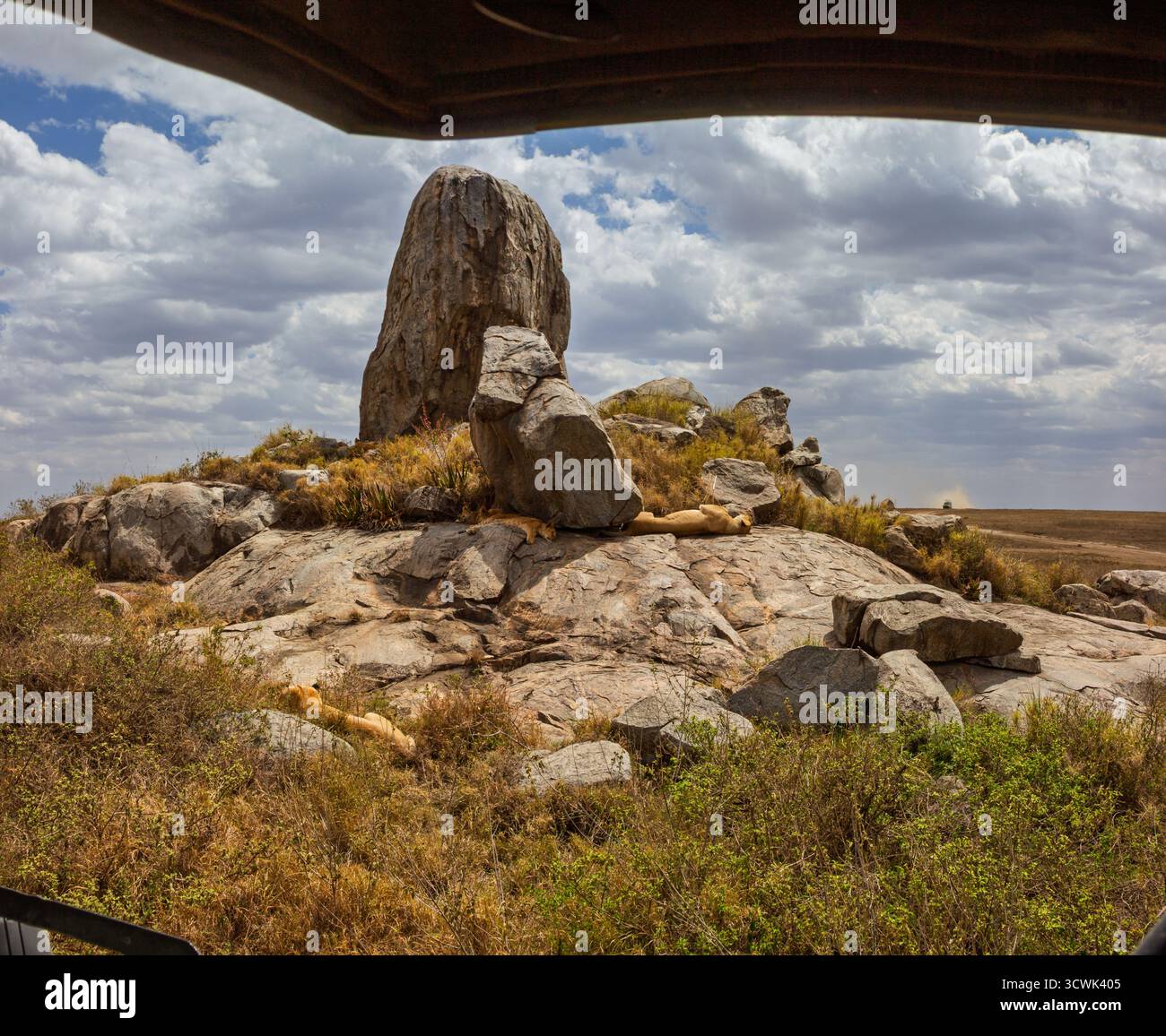 Lions rest on rocks in Tanzania's Serengeti National Park, seeking ...