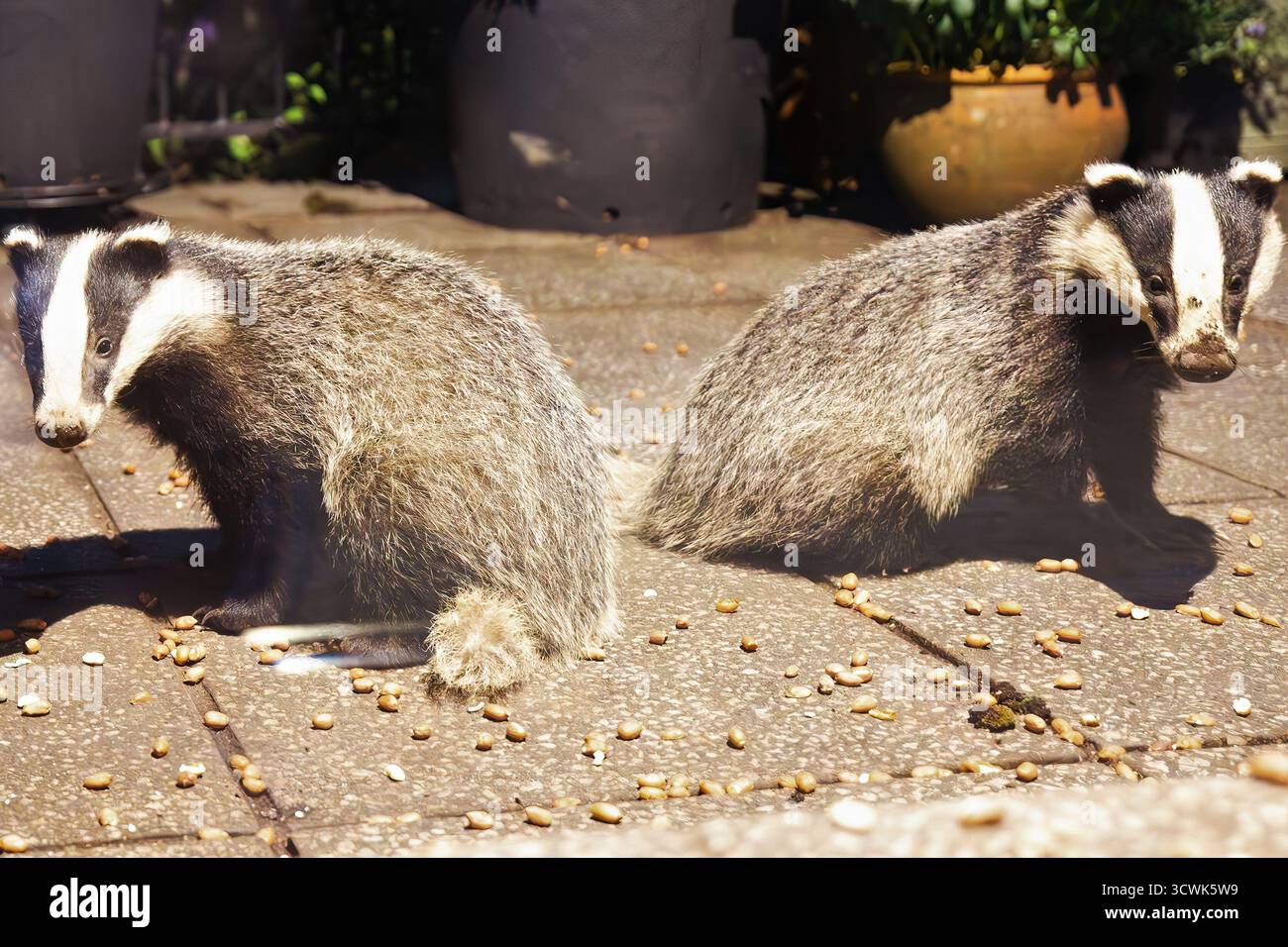 2 juvenile badgers having evening peanuts on patio ,looking into camera ...