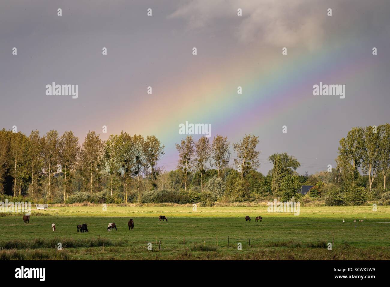 Vibrant rainbow arches over a calm rural scene as horses graze in a ...
