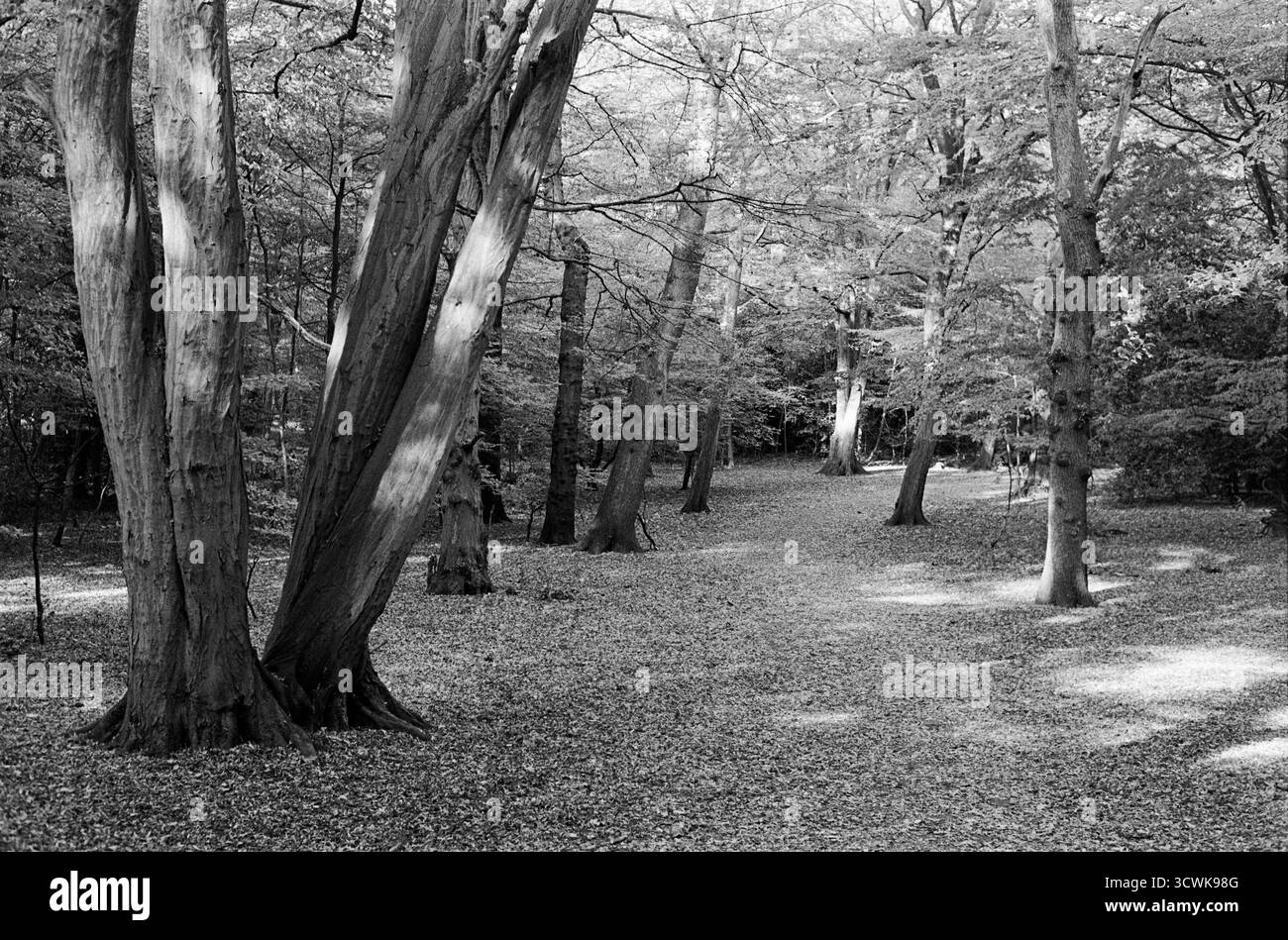 Trees in woods autumn Black and White Stock Photos & Images - Alamy