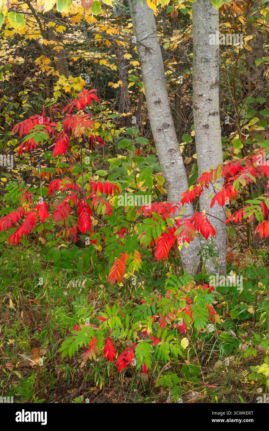 Fall foliage color along Highway 38, Chippewa National Forest near ...