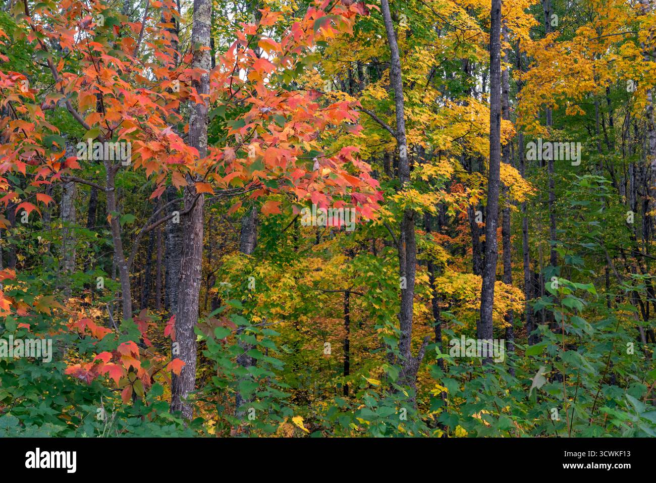 Chippewa national forest hi-res stock photography and images - Alamy