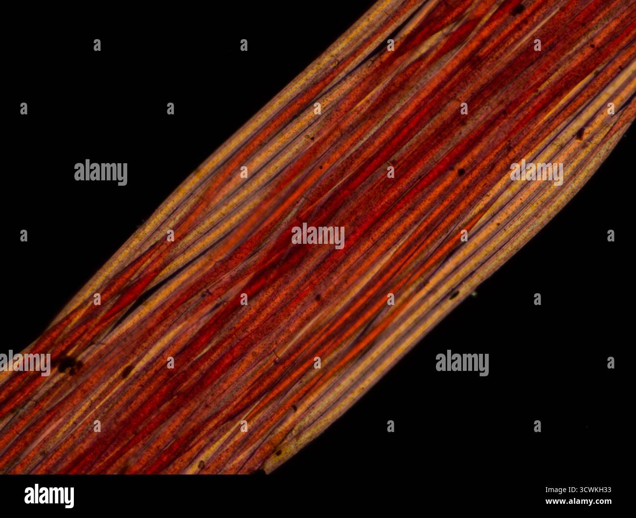 Fibre Under Microscope At 250x Magnification In Polarized Light Stock ...