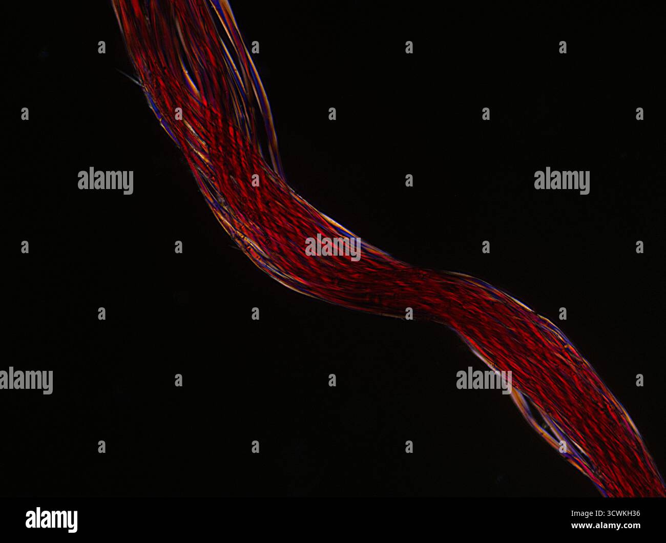 Silk Fiber Under Microscope At 250x Magnification In Polarized Light ...