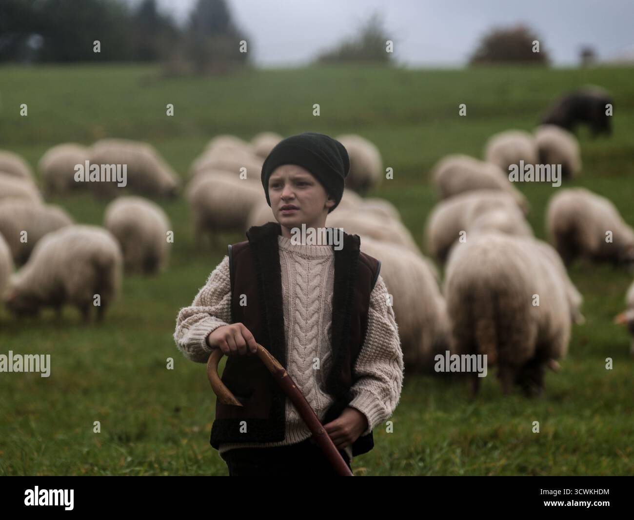 A highlander boy joins about 1200 sheep during Redyk in Nowy Targ ...