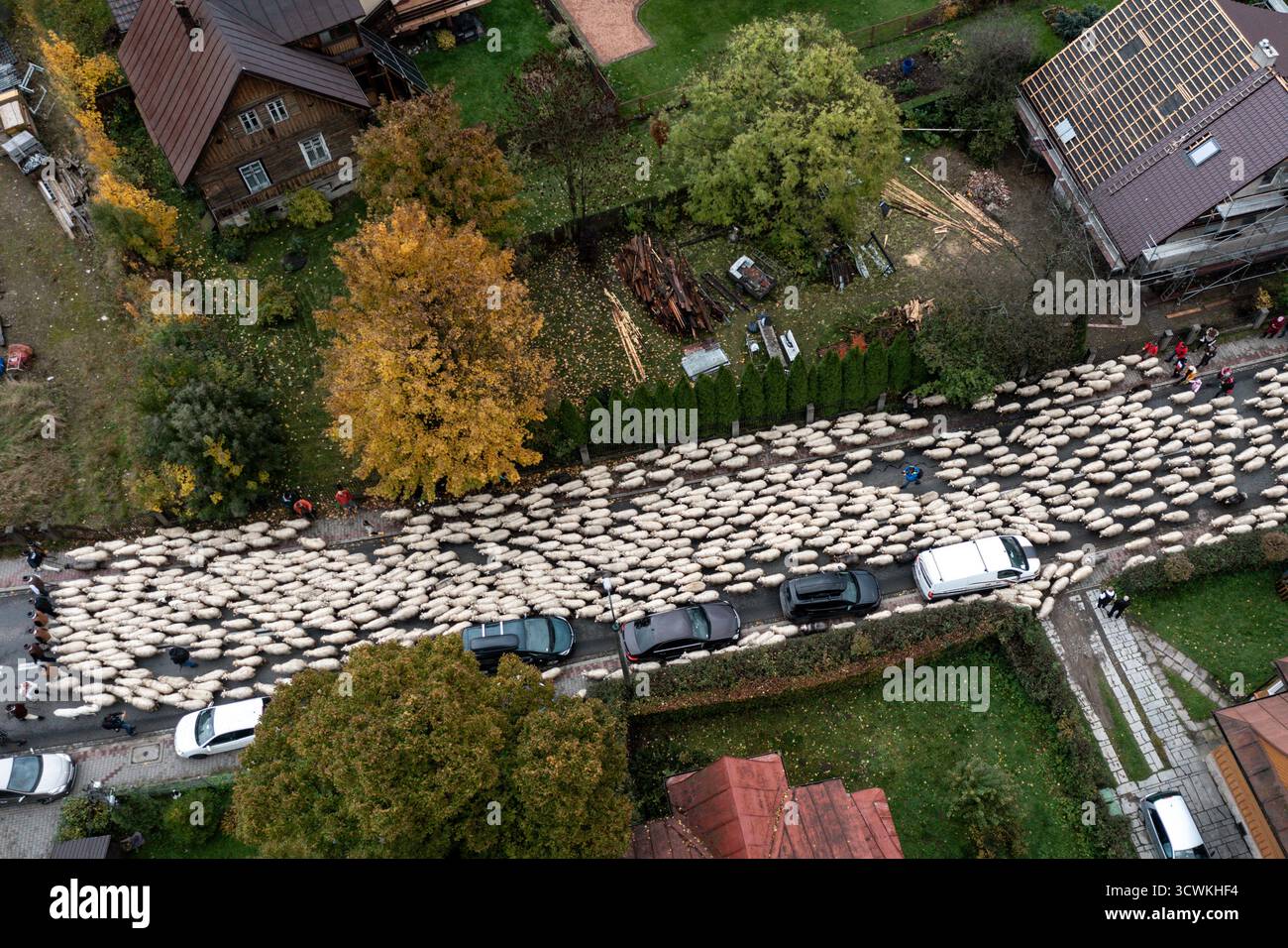 (Image taken with a drone) Sheep walk on the streets of Nowy Targ ...