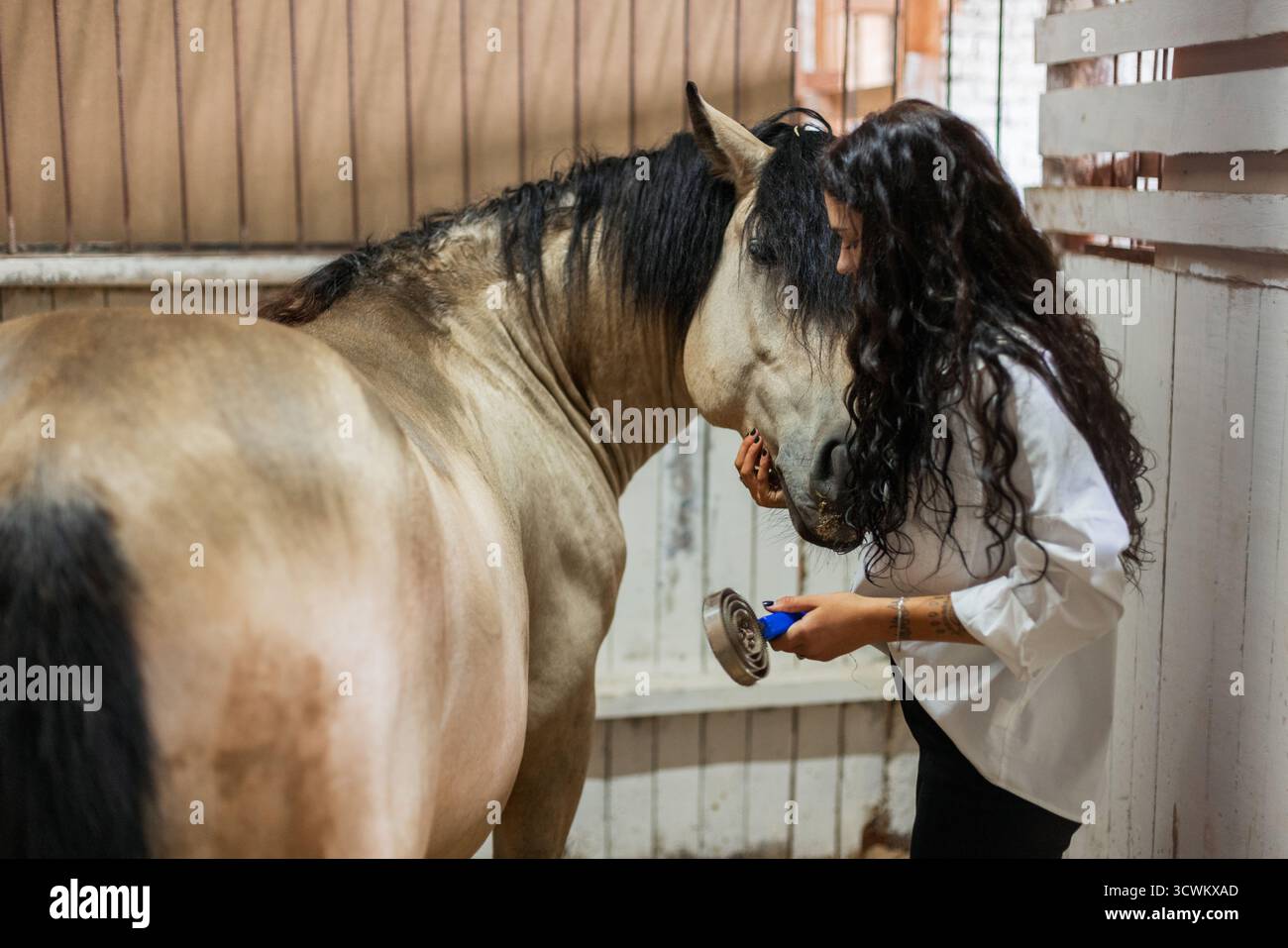 Female Horse Caretaker Grooming Animal In Barn For Hygiene And Comfort ...