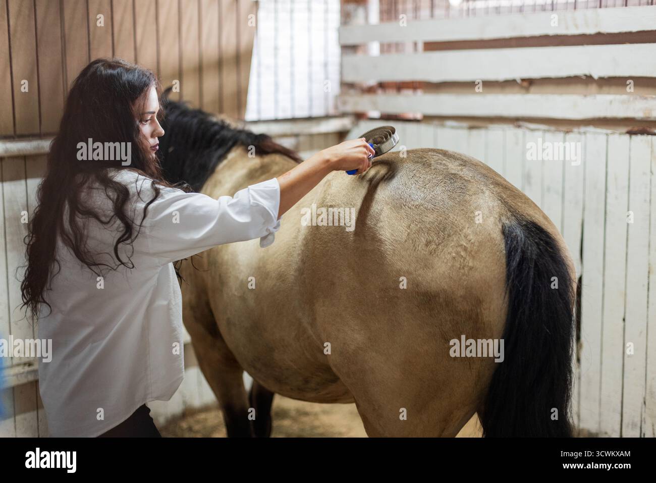 Female horse caretaker grooming hi-res stock photography and images - Alamy