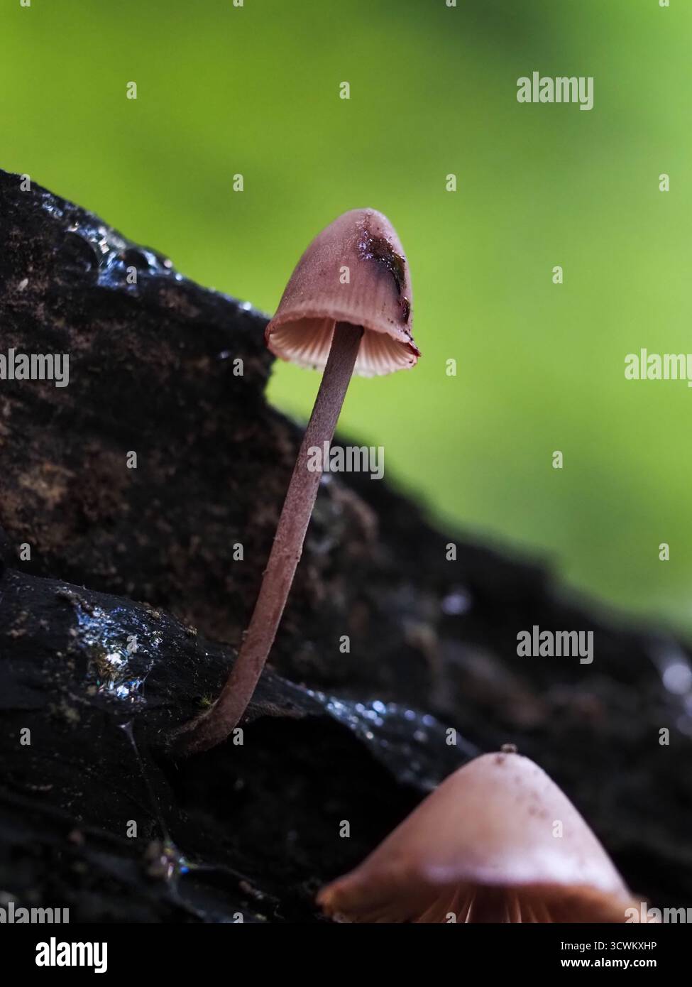 Bleeding Fairy Helmet, Mycena haematopus. Alexandra Park, Bath ...