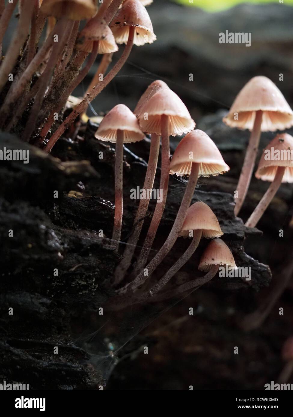 Bleeding Fairy Helmet, Mycena haematopus. Alexandra Park, Bath ...