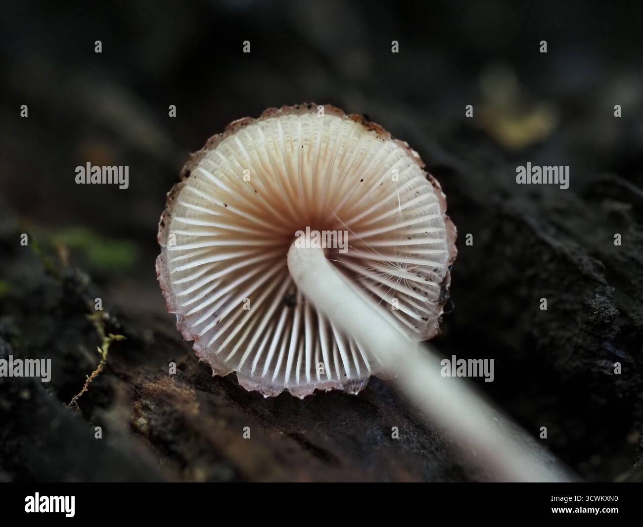 Bleeding Fairy Helmet, Mycena haematopus. Alexandra Park, Bath ...