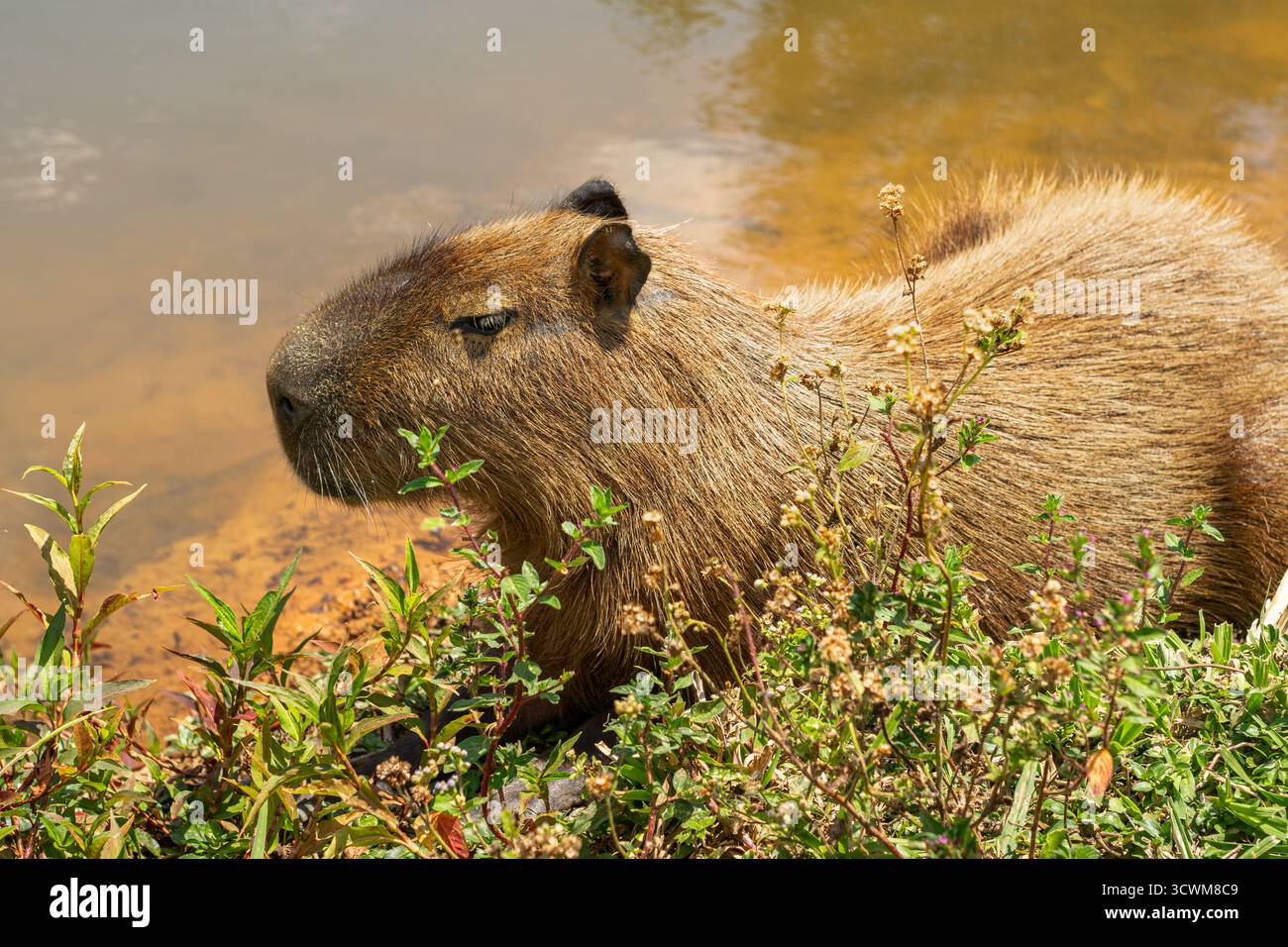 Closeup capybara worlds largest hi-res stock photography and images - Alamy