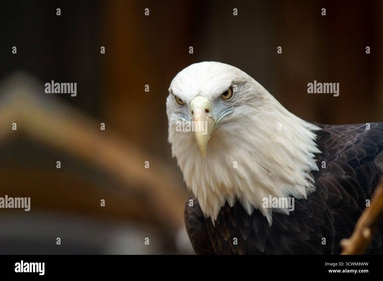A bald eagle is staring at the camera with its beak open Stock Photo ...
