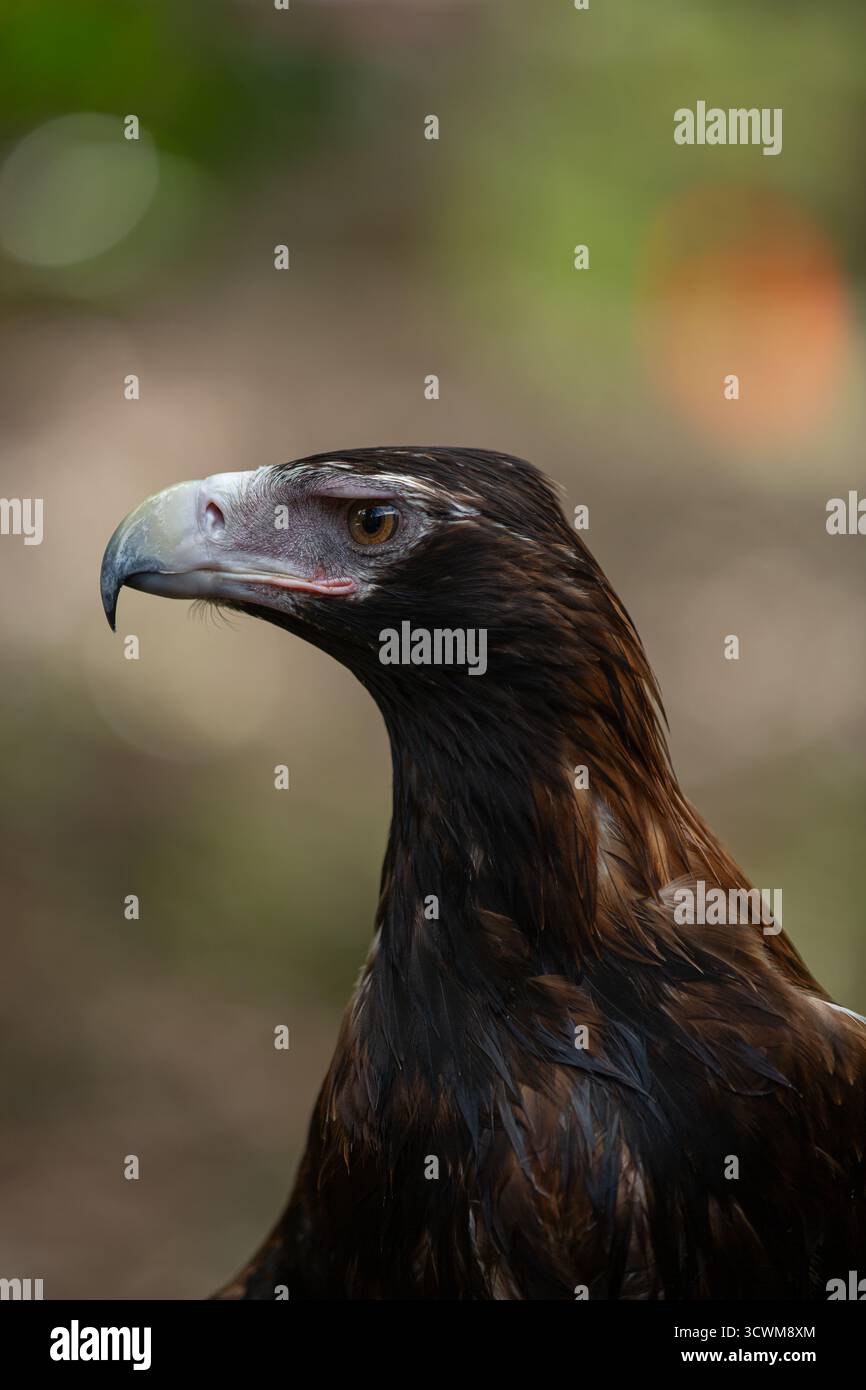 Wedgetailed Eagle (Aquila audax) portrait showcasing its prominent ...